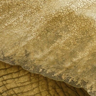 Colin Dewar Wall Art & Canvas Prints | Great Big Canvas