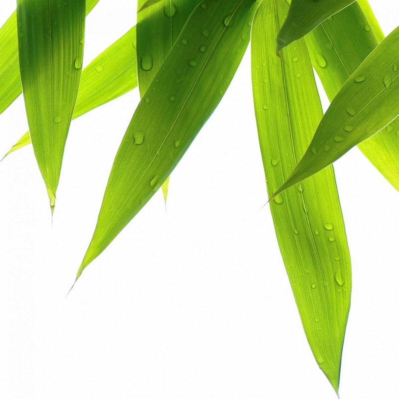 Greenery Wall Art & Canvas Prints | Great Big Canvas