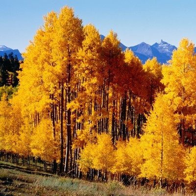 Telluride Colorado Art - Telluride Photos & Wallpaper | Great Big Canvas