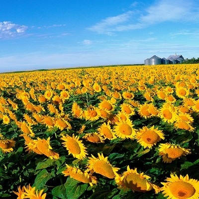 Kansas Wall Art & Canvas Prints | Great Big Canvas