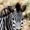 Zebra Canvas Art Prints | Zebra Panoramic Photos, Posters, & More ...