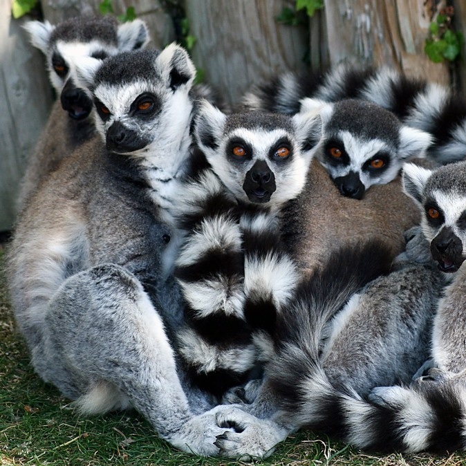 Lemur Wall Art & Canvas Prints | Great Big Canvas