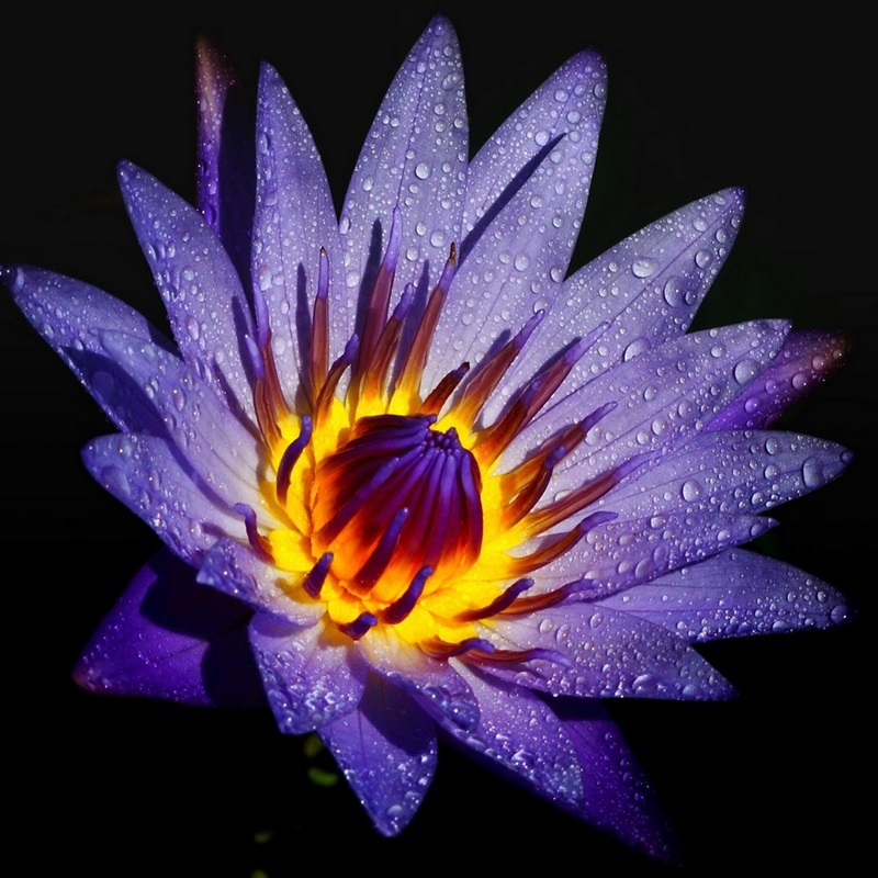 Chong Lun Wall Art & Canvas Prints | Great Big Canvas