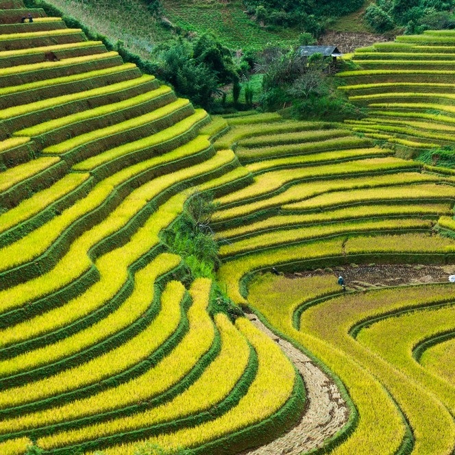 Dong Bui Wall Art & Canvas Prints | Great Big Canvas