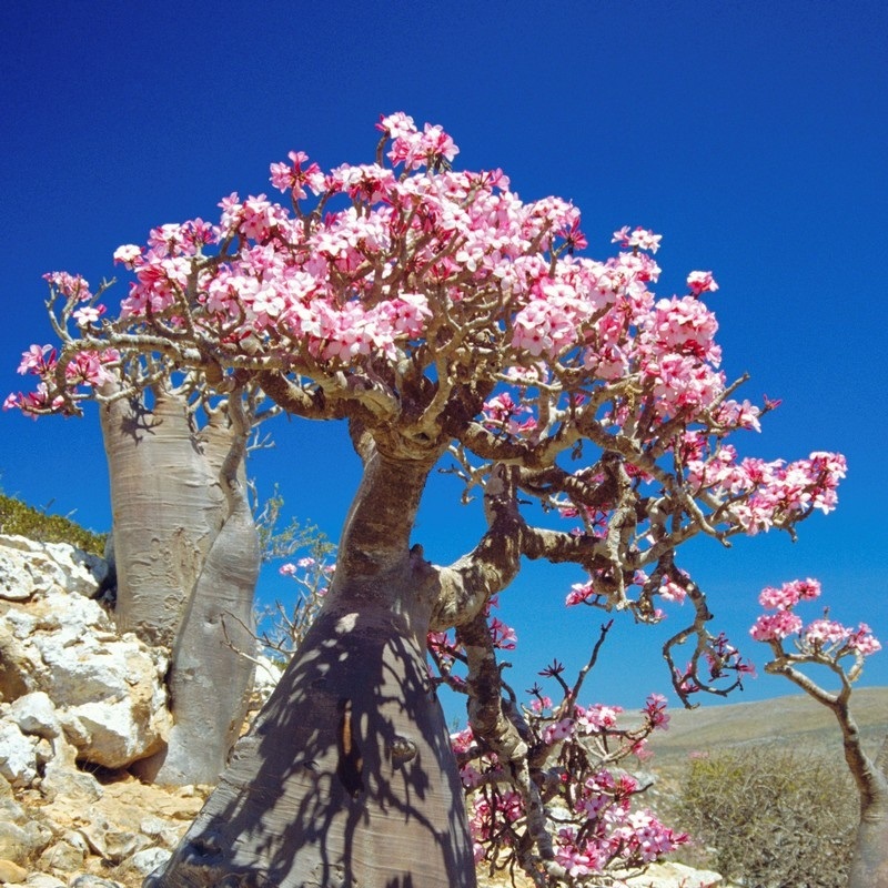 Diccon Alexander Wall Art & Canvas Prints | Great Big Canvas