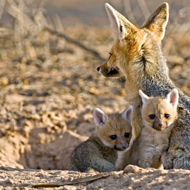 Tony Camacho Wall Art & Canvas Prints | Great Big Canvas