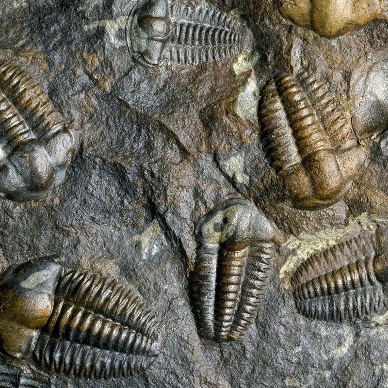 Fossil Wall Art & Canvas Prints | Fossil Panoramic Photos, Posters ...