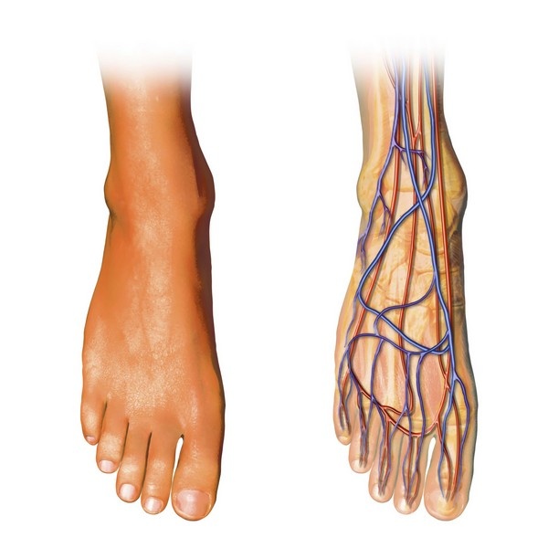 Anatomy of male human skeleton, front view and back view Wall Art ...
