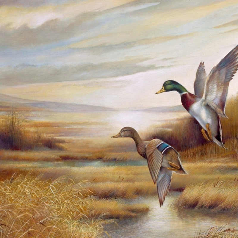 Duck Wall Art & Canvas Prints | Great Big Canvas