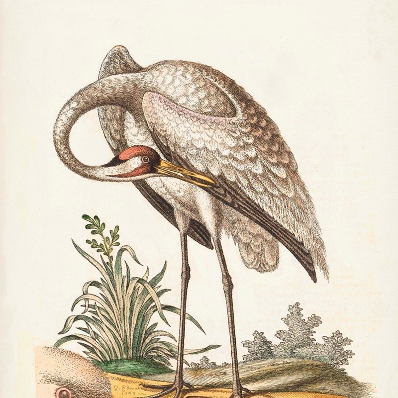 George Edwards Wall Art & Canvas Prints | Great Big Canvas