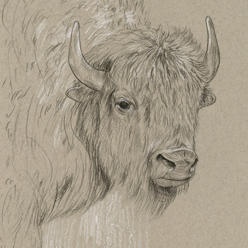 Buffalo & Bison Art - Buffalo & Bison Prints & Drawings | Great Big Canvas