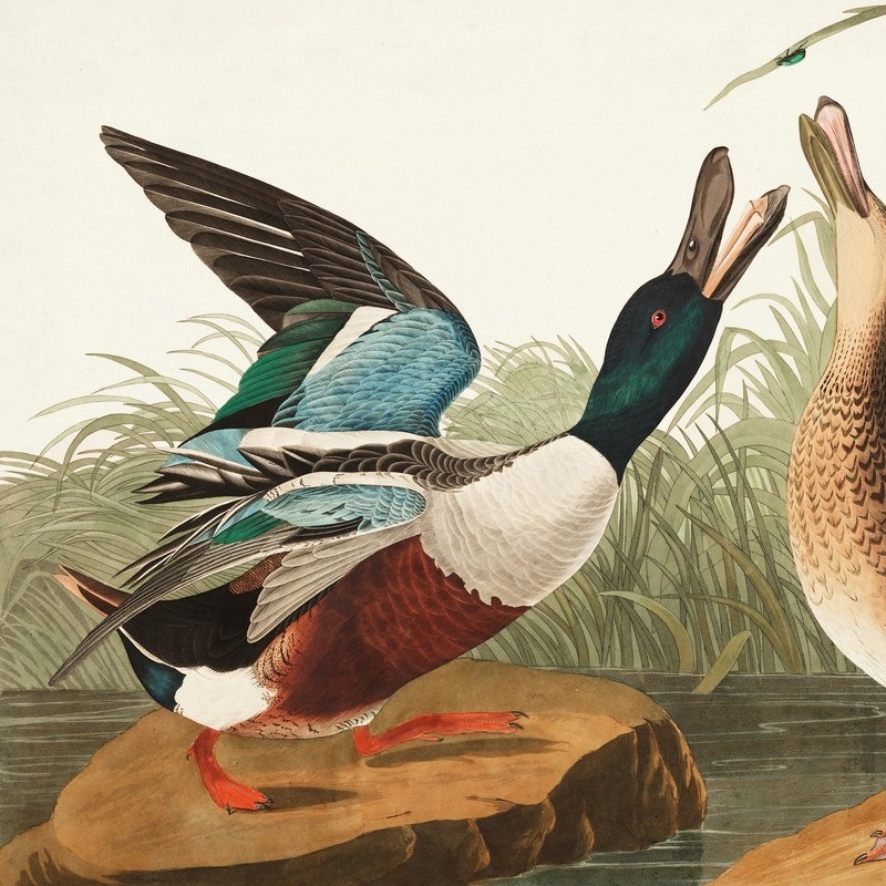 Duck Wall Art & Canvas Prints | Duck Panoramic Photos, Posters ...